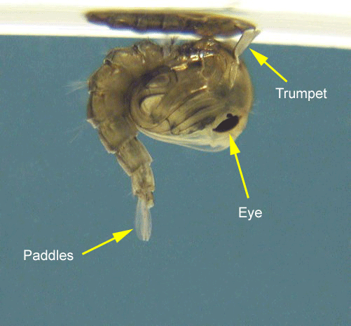 Mosquito Life Cycle - Mosquito Repellent Guide