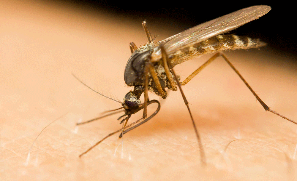Mosquitoes and their different species - Mosquito Repellent Guide